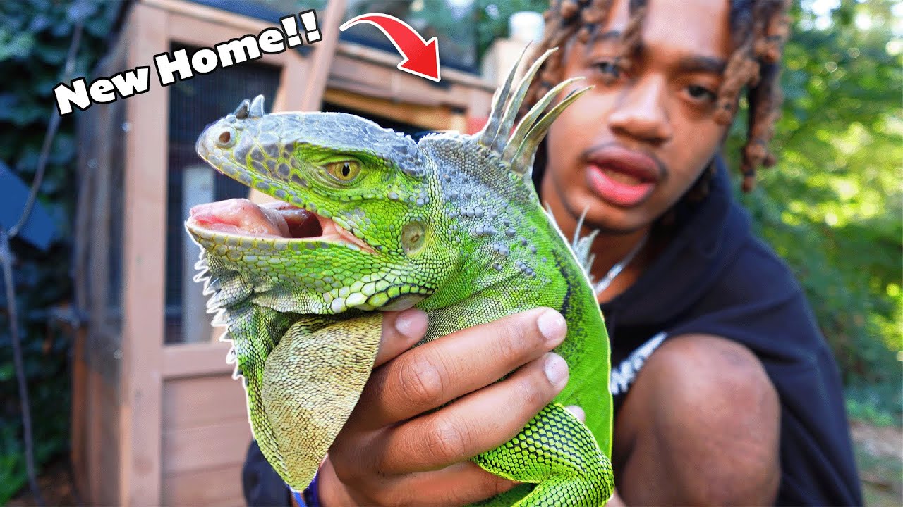 Iguana Gets a New Home (and it's HUGE!) - YouTube