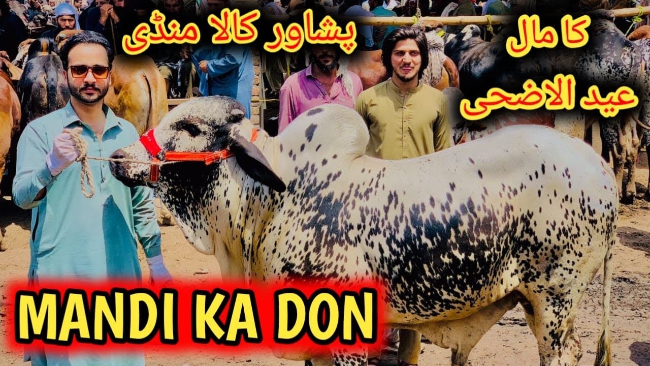 Peshawar Kala Mandi Nasarpur Eid-ul-Adha 2024 ke janwar prices updates ...
