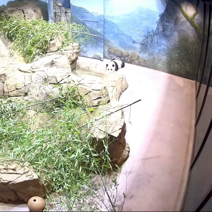 Baby Panda Cub Taking Nap Throwback 大熊猫宝宝睡午觉 241231 - YouTube