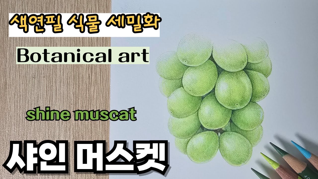 초보자를 위한 색연필로 그리는 샤인 머스켓 / 보태니컬 아트 / Shine muscat drawing with colored ...