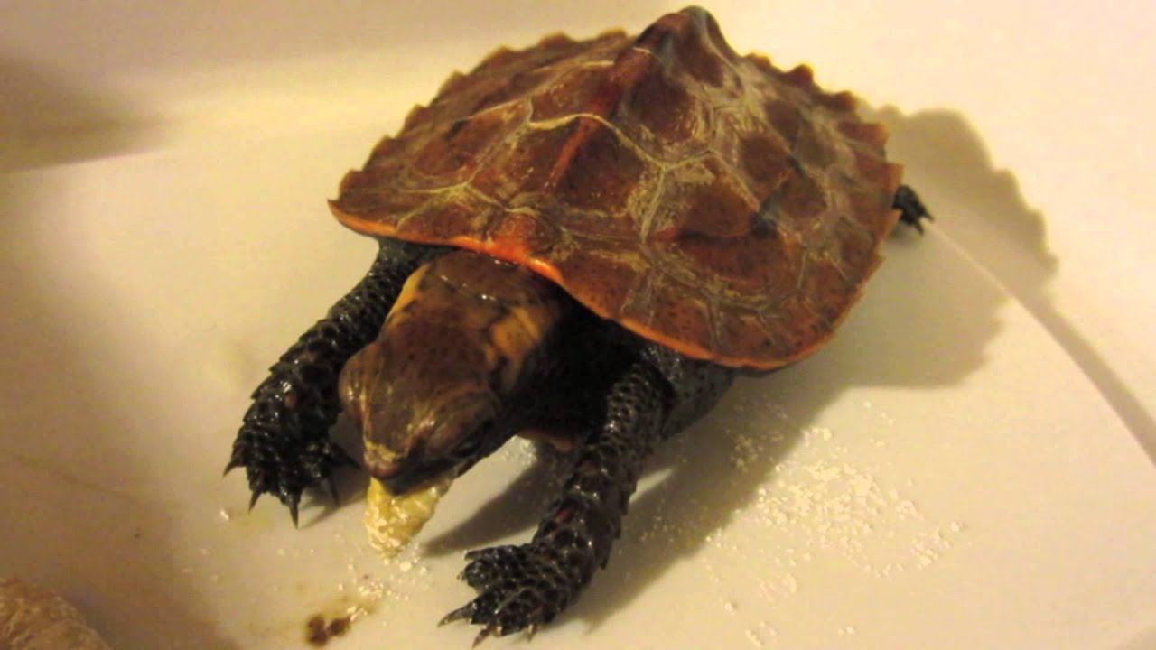 Rare Turtle Eats Wax Worms - YouTube