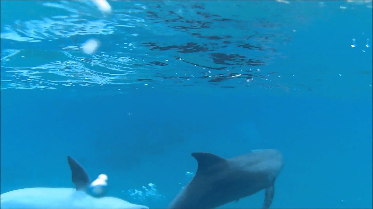 Dolphins by Midland camera view - YouTube