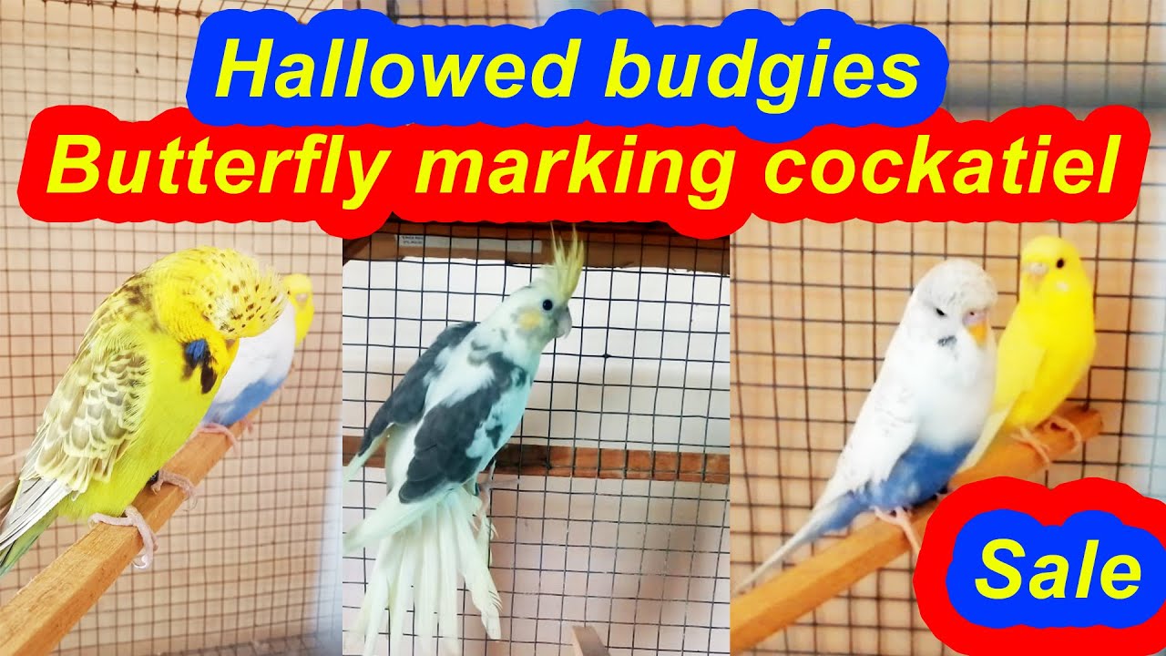 Bird For sale | butterfly marking cockatiel | Holland budgies ...