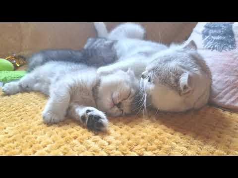 Папа кот мама кошка и их веселые и милые котята - YouTube