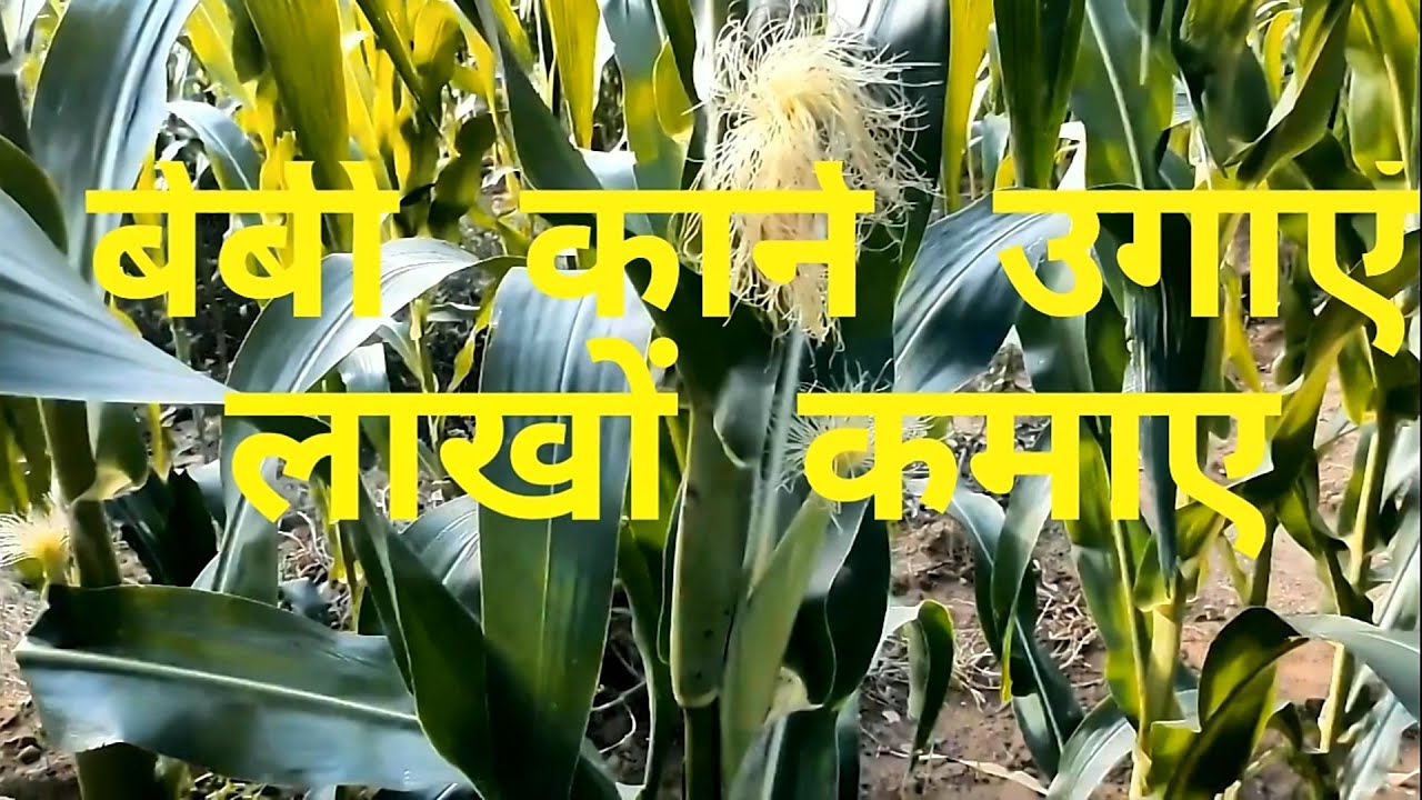 BABY CORN CULTIVATION A TO Z COMPLETE GUIDE - YouTube