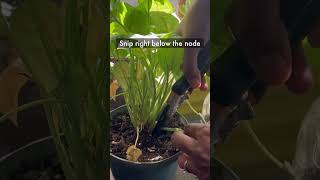 How to propagate Syngonium or arrow head  plants?