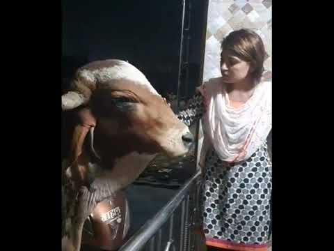 nikita soni with cow  pasu premi hindutv