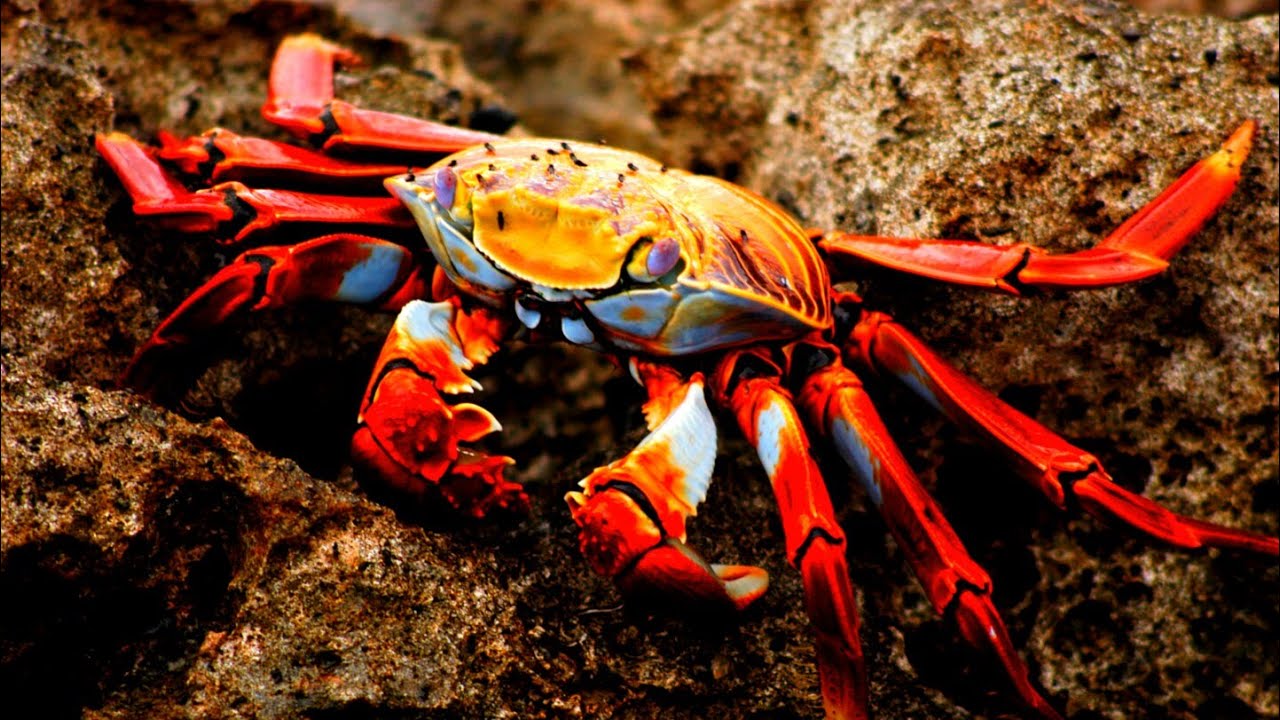 Amazing Crab's nature - sea crabs @4k nature #4k #nature #crab - YouTube