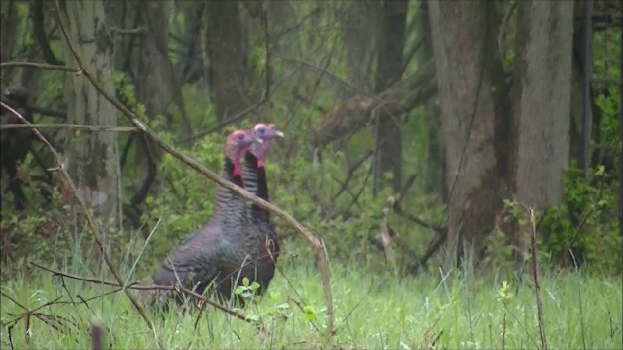 Turkey Hunting: Spring Gobbler 2016 - YouTube