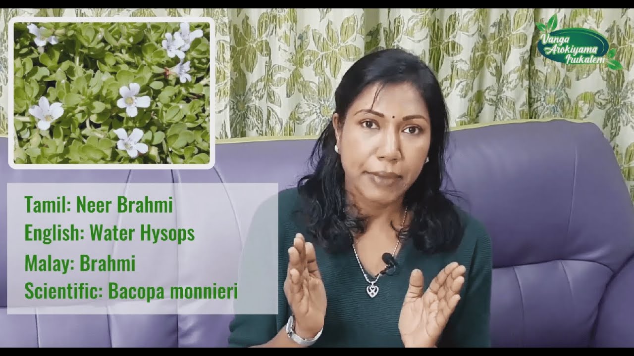 Bacopa Monnieri | Brahmi | Neer Brahmi | நீர் பிரம்மி Improve Memory ...
