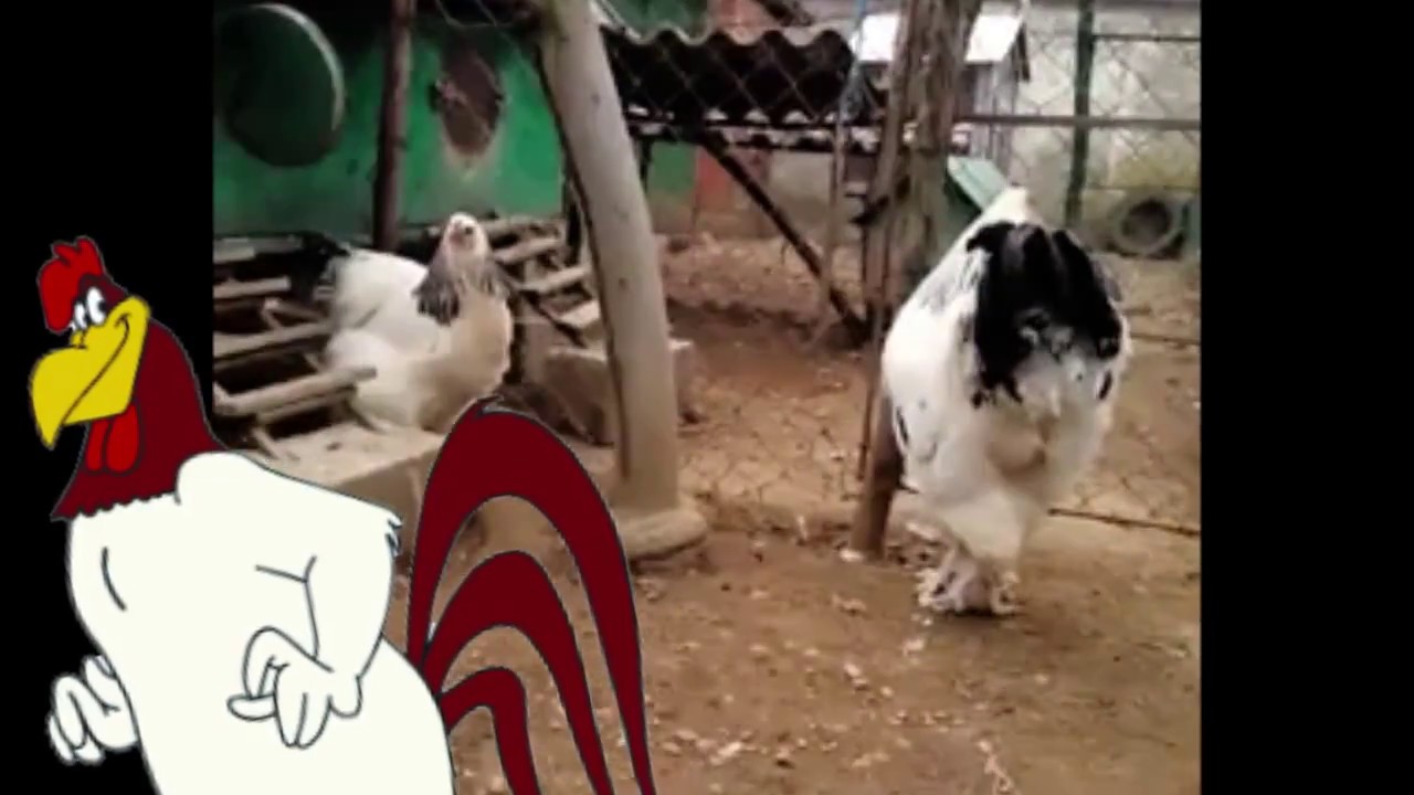 El Gallo Claudio se hace viral y aquí esta - YouTube