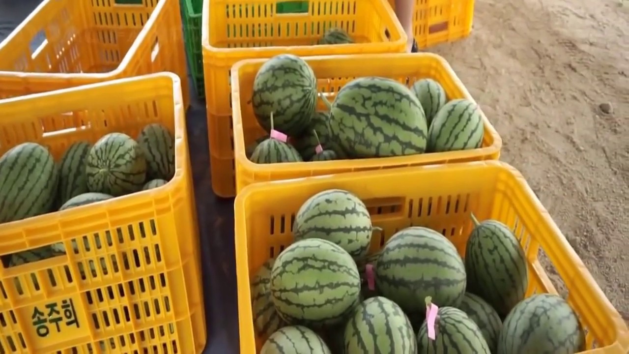 Awesome Tiny Watermelon I Noal Farm - YouTube