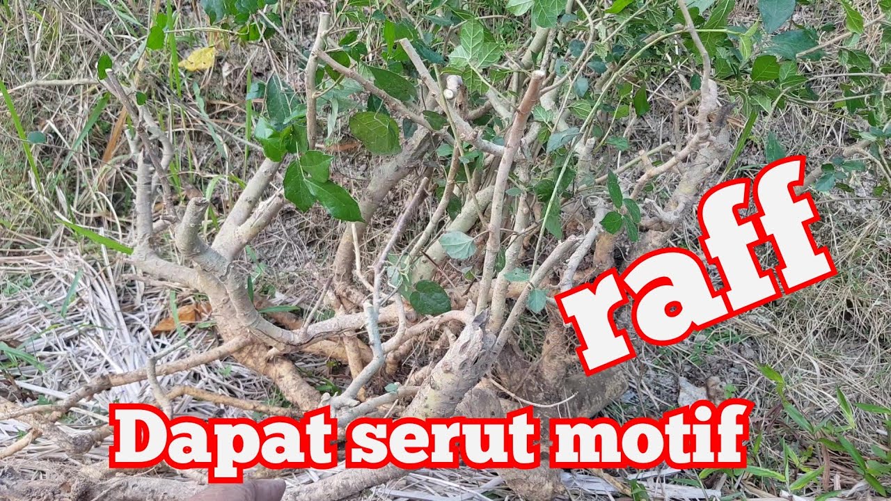 Dongkel bonsai serut motif Raff - YouTube