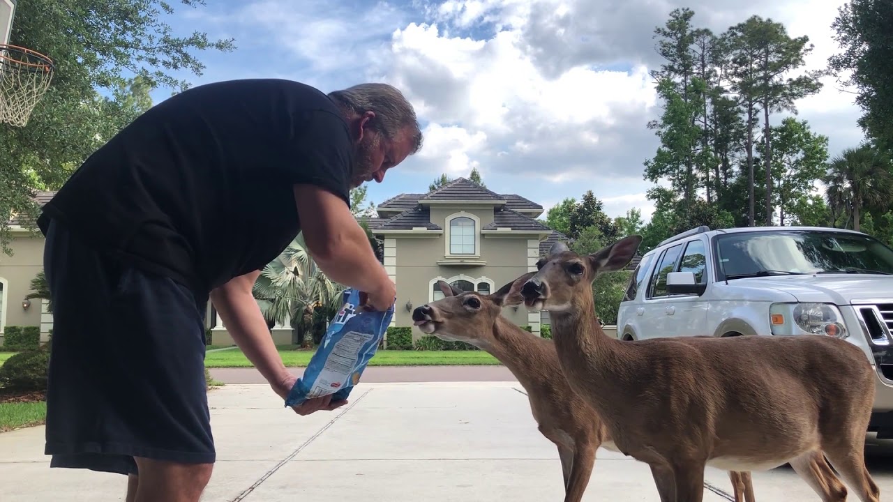 More Deer Feeding - YouTube