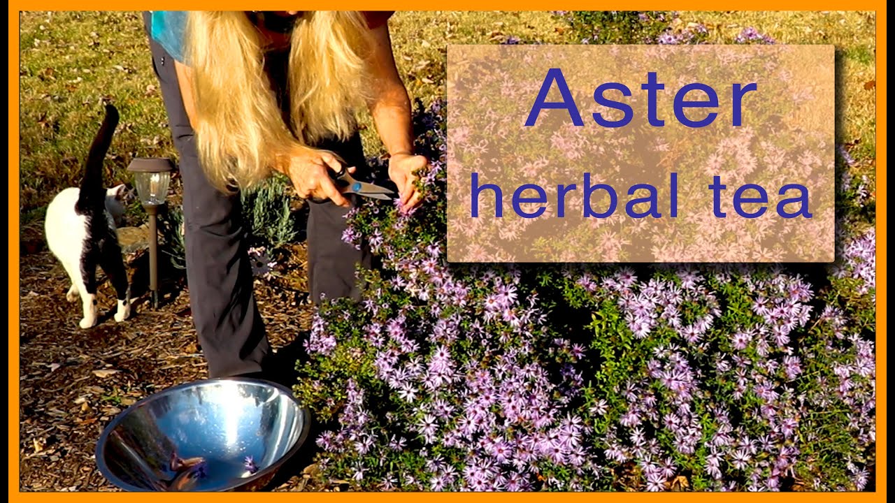Harvest and Dry ASTER BLOOMS for TEA - YouTube