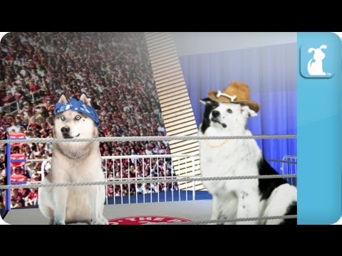 Pet vs Pet Rap Battle Tournament Round 2 / Husky vs. Border Collie