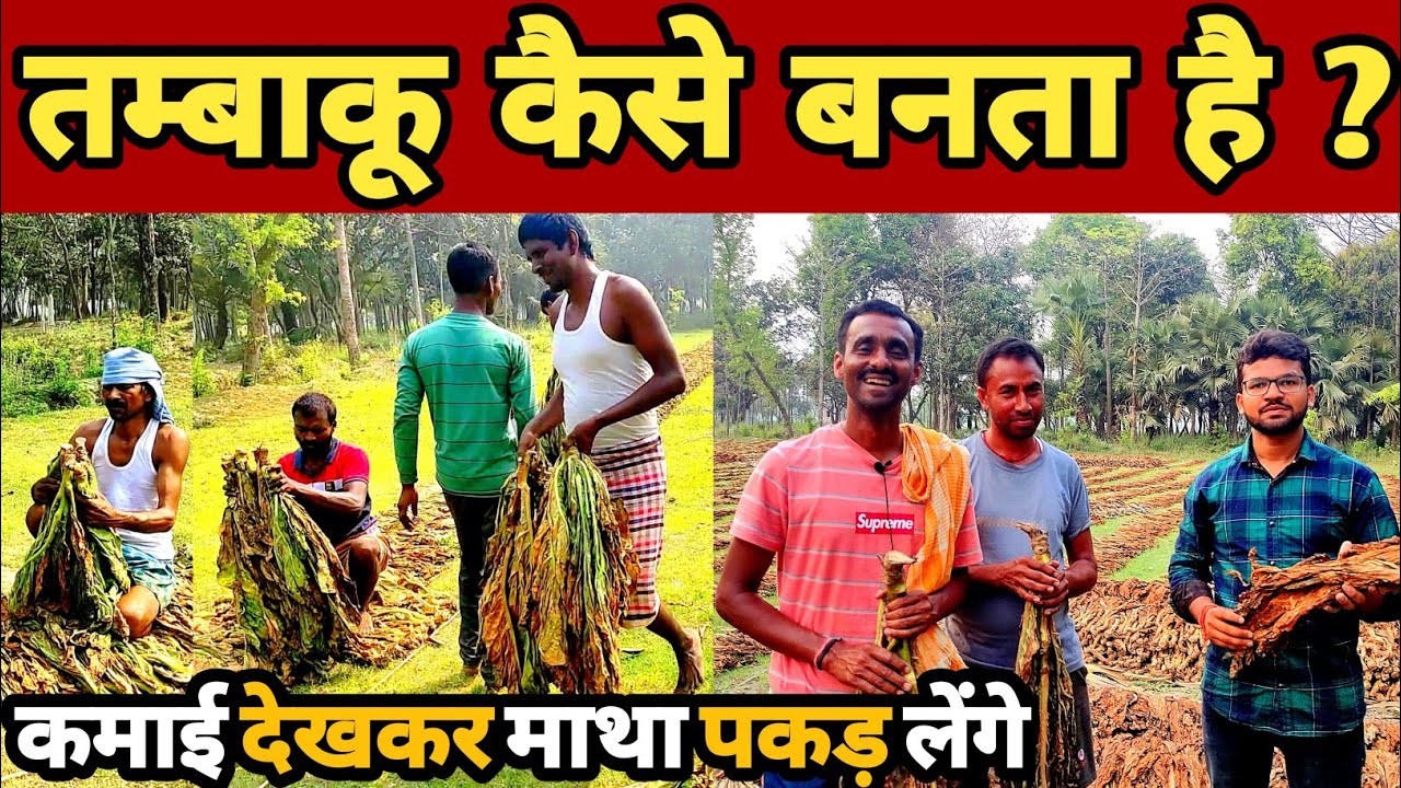 तंबाकू की खेती | surti ki kheti | Tobacco farming in india | tobacco ki ...