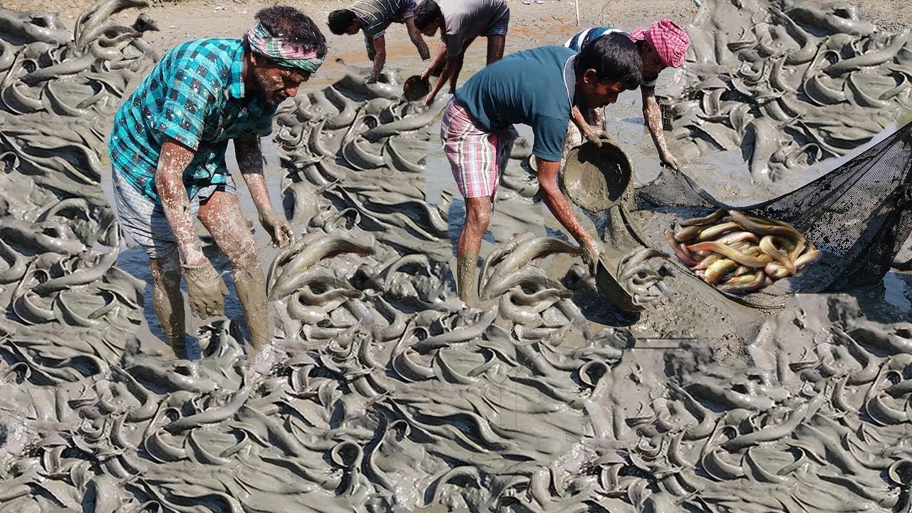 Million of stinging Catfish Catching in Muddy Water Pond | Catching ...