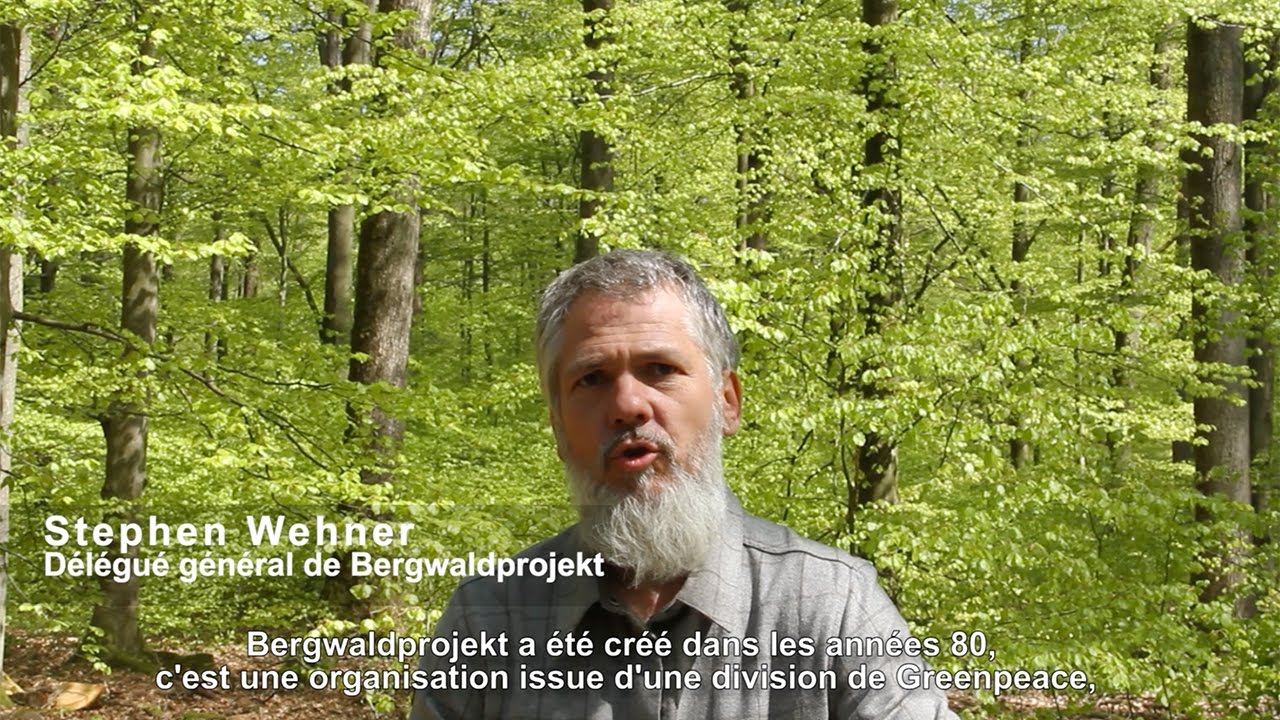 Mountain Forests - Forest regeneration project in Germany - YouTube