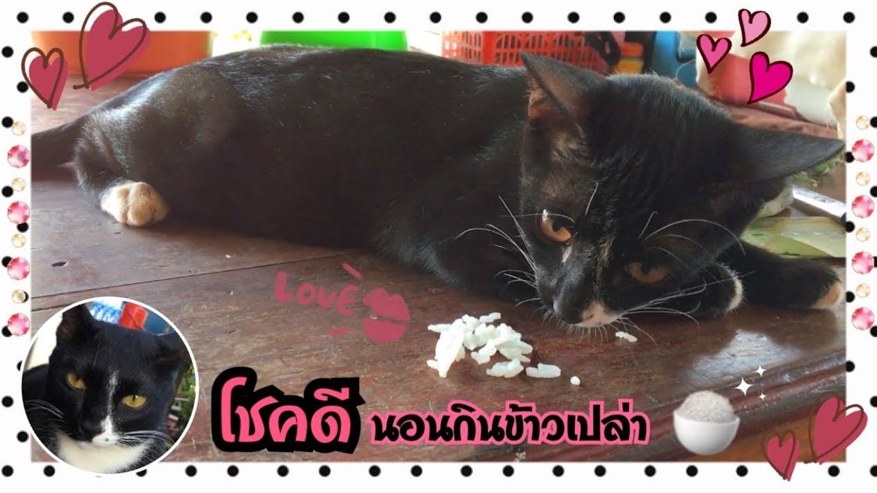 CAT || โชคดีนอนกินข้าวเปล่า || Aui & Cat - YouTube