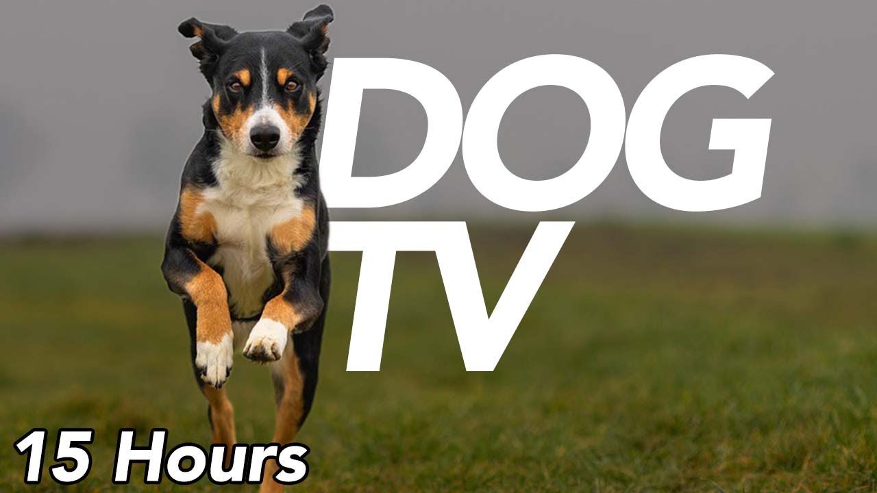 DOG TV - Calm My Dog with Virtual Dog Walking Video - Exciting Video ...