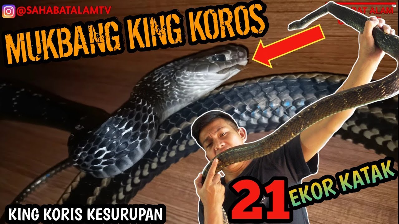 KING KOROS JUMBO MUKBANG KATAK! TIPS CARA MEMELIHARA ULAR! - YouTube