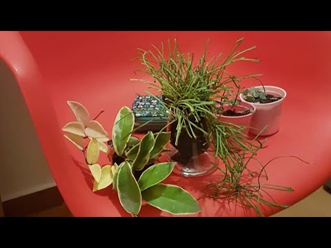 Plant Unboxing with a pin needle - String of Hearts Hoya Retusa and ...