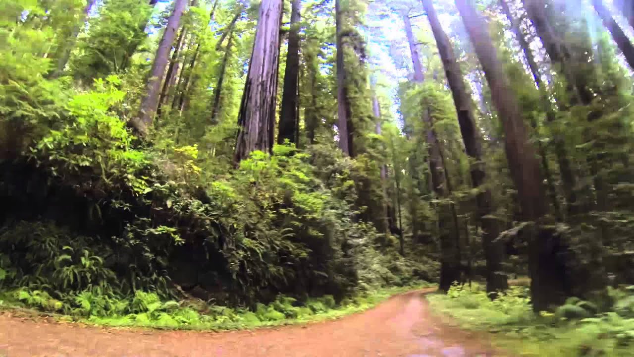 Driving Through the Redwoods Timelapse - YouTube