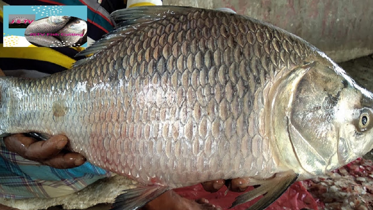 How to Incredible Fastest Indian Carp Fish Cutting into the Fish Market ...
