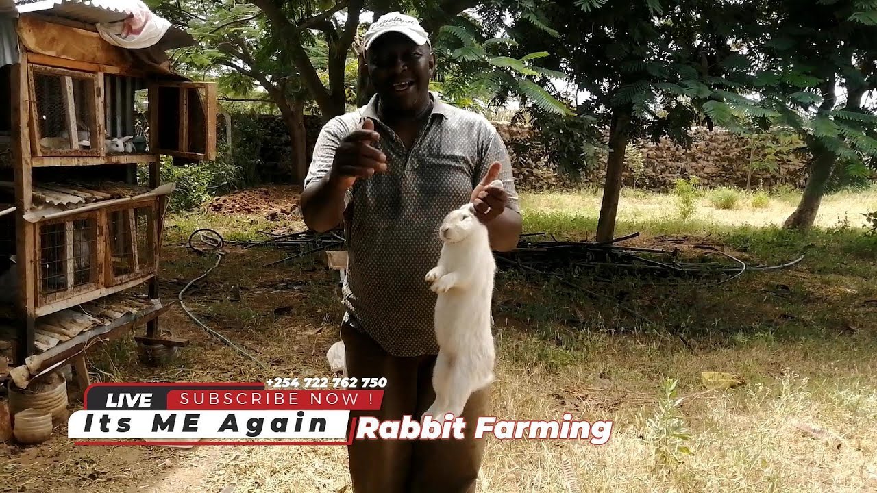 Rabbit Farming in Kenya - Everything to know about Rabbit Urine - ITS ...