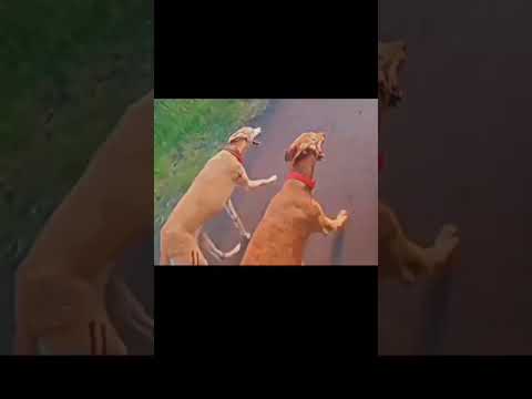 #dog #dog #dogee #doglover #dogii #germanshepherd #dogos #dogecan #animals #dogger