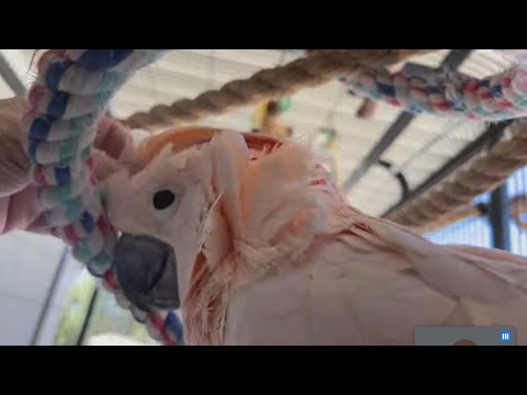 2023/05/15 | Itchy Feet Blocked Nares | The Chloe Sanctuary for Parrots ...