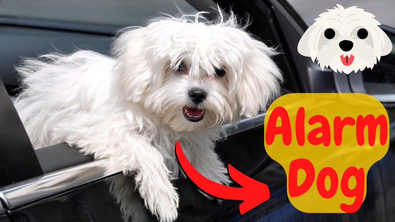 DISCOVER EVERYTHING ABOUT THE DOG THAT CHARMED THE ROYALTY - YouTube