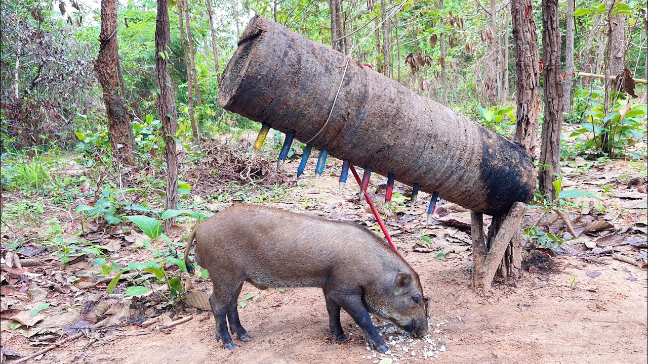 Creative Unique Wild Pig Trap UsingBig Palm tree - Best Wild Pig Trap # ...
