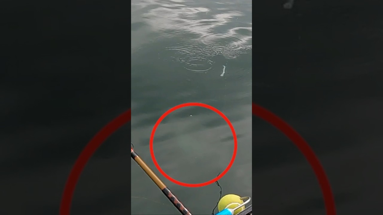 Lingcod follows my swimbait to the surface!! - YouTube