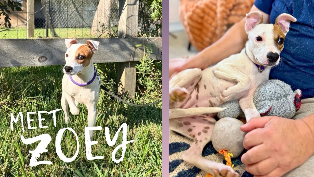 Zoey loves hugs and belly rubs! Adopt her today! - YouTube