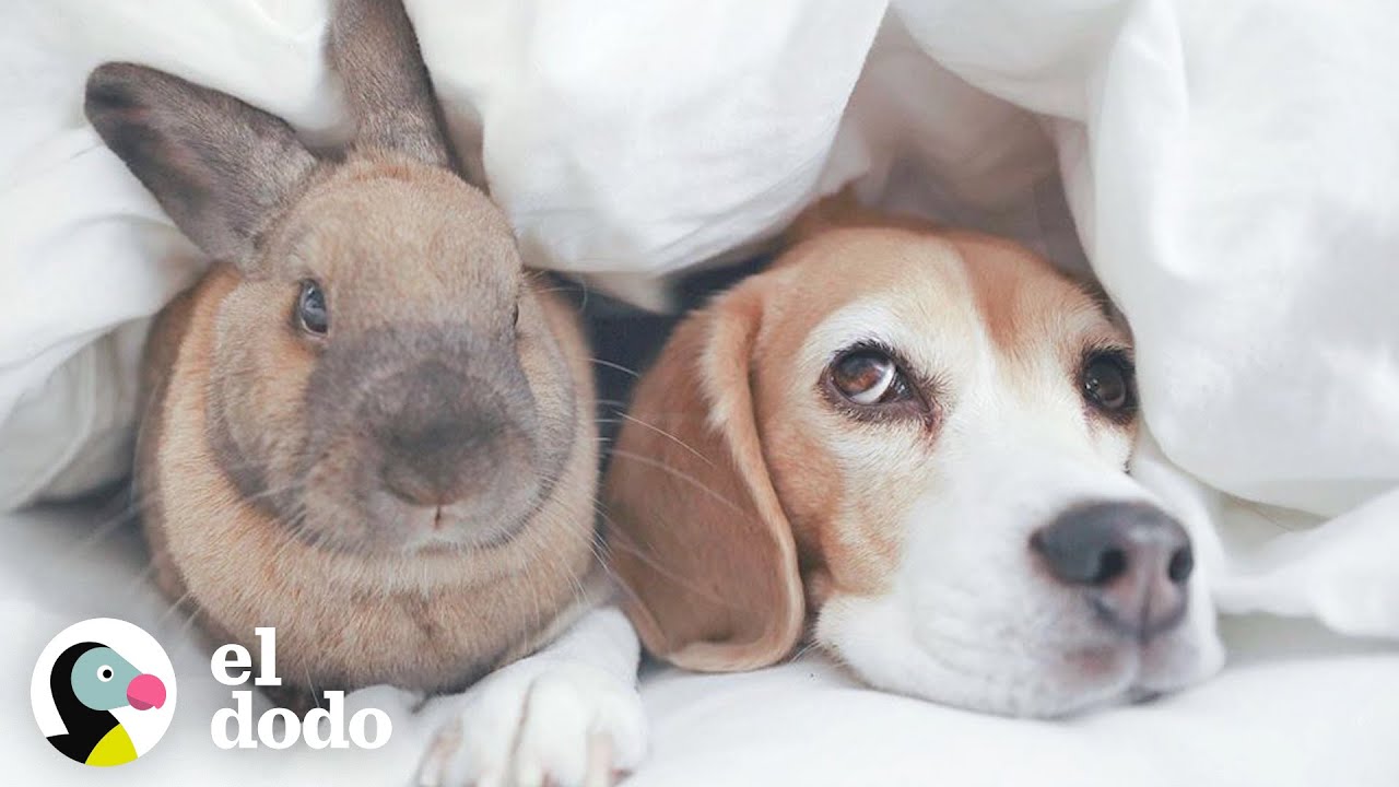 Que Es Un Perro Conejo