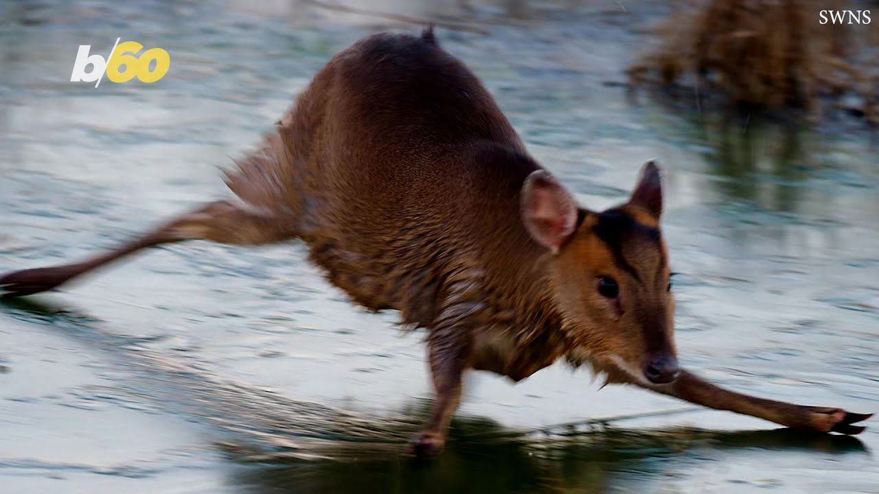 Adorable ‘Bambi’ Caught Recreating Scene From Iconic Movie - YouTube