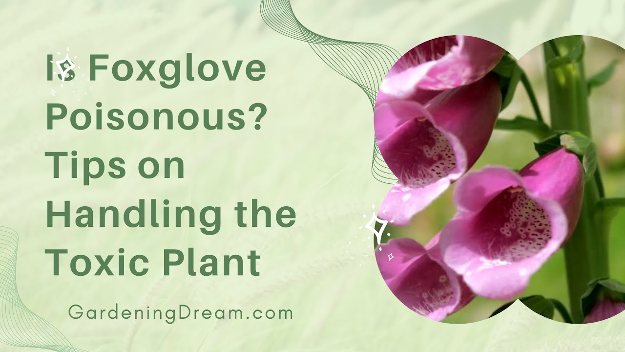 Is Foxglove Poisonous? - Tips on Handling the Toxic Plant - YouTube