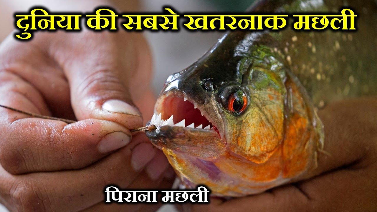 पिराना मछली का हमला इतना खतरनाक क्यों होता है ? WHY ARE PIRANHA FISH ...