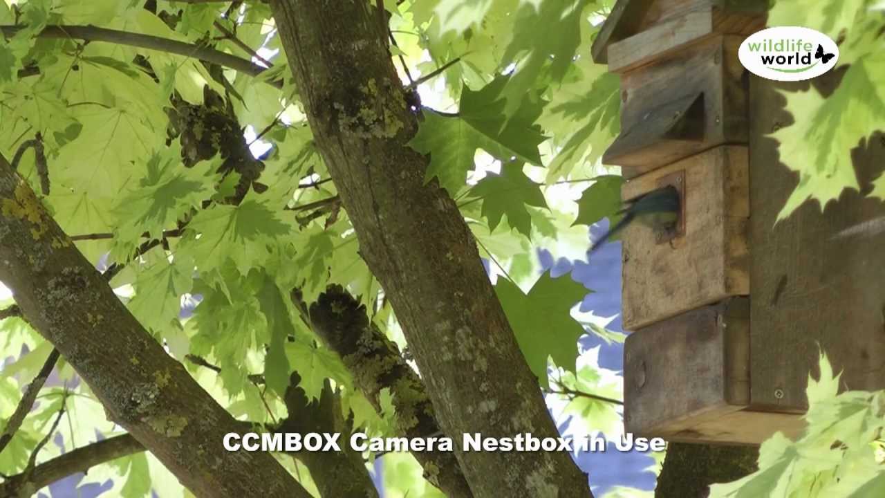 The Wildlife World Camera Nest Box product in use - YouTube