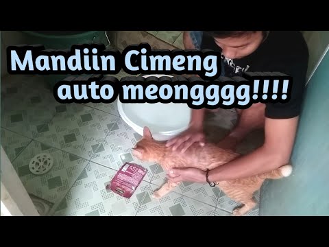 Memandikan si cimeng si kucing domestik - YouTube