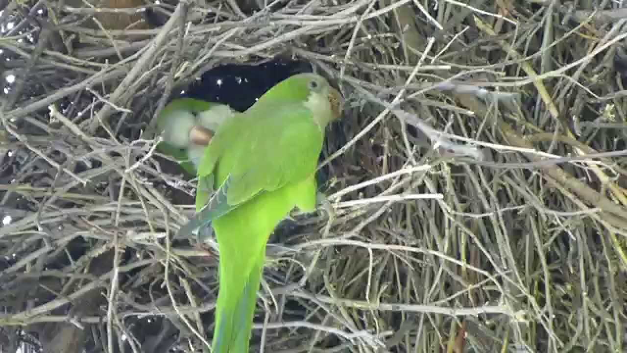 Cotorra gris argentina, construcción del nido. - YouTube