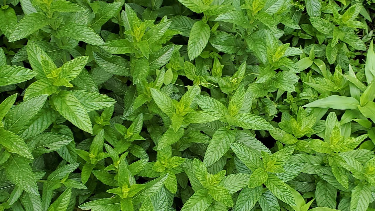 Tata Tronco Ceiba Is Live/cobayende - YouTube