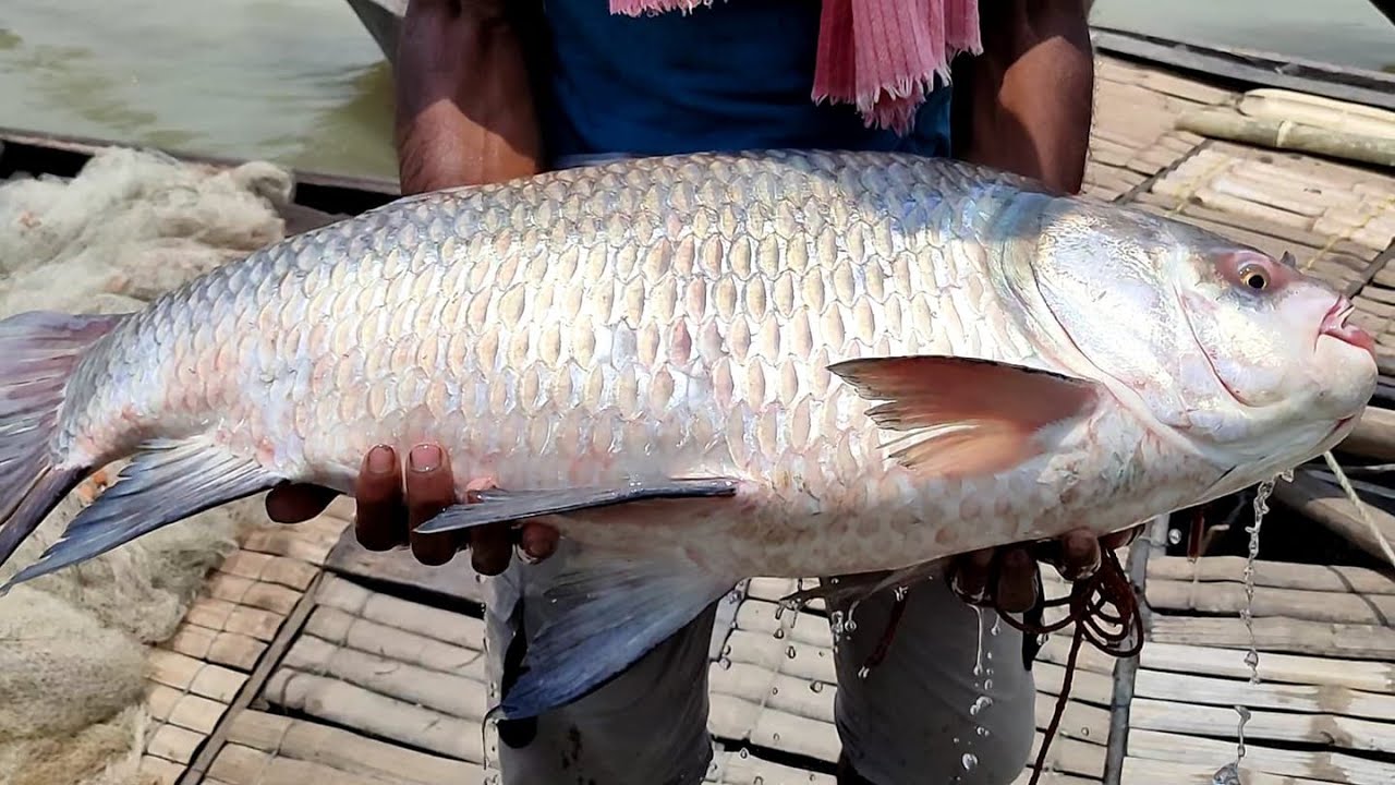 Fastest live 11kg Katla Fish Cutting skill | Amazing Big Katla Fish ...