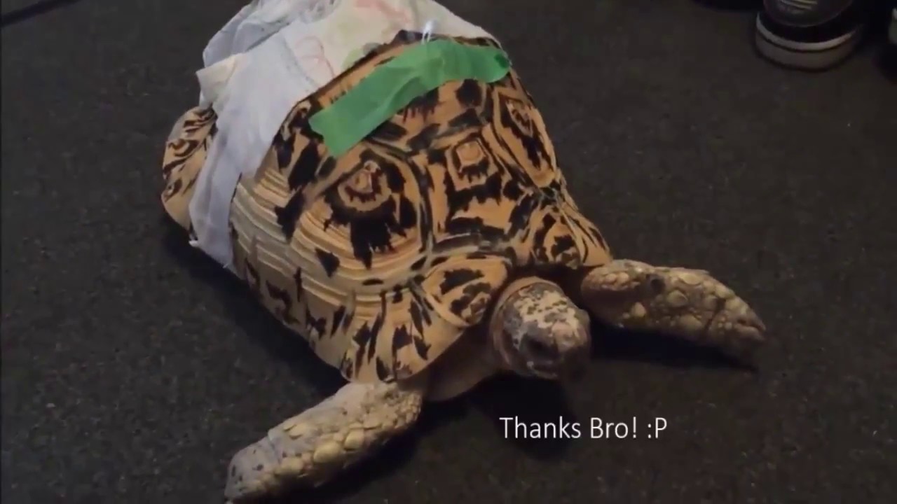 The tortoise wore diapers - YouTube