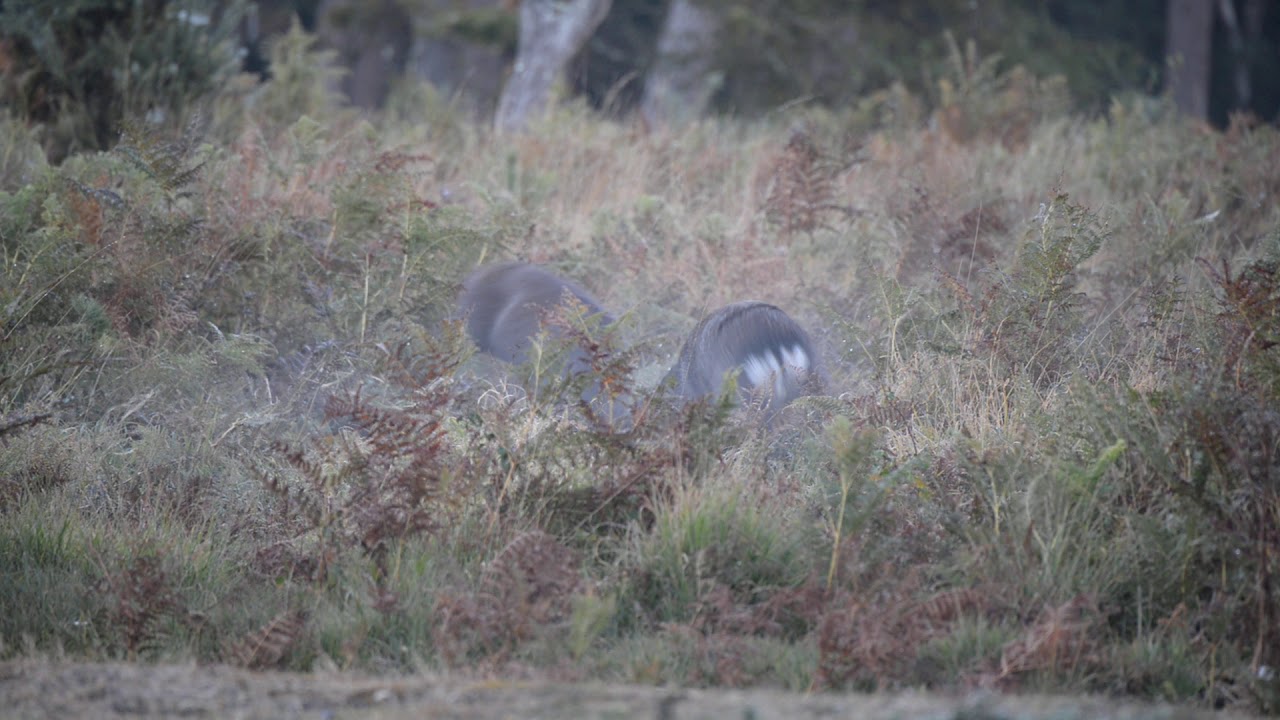 Sika Stags Clashing - YouTube