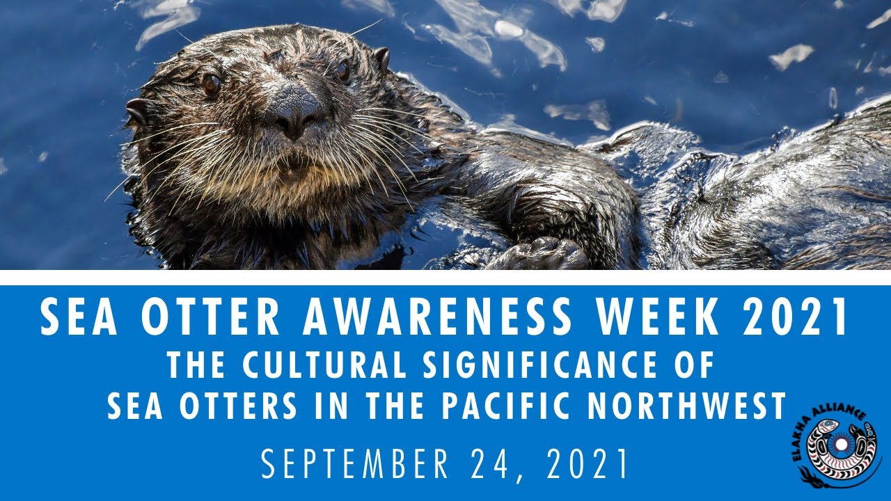 Sea Otter Awareness Week 2021 - Elakha Alliance Presentation - YouTube