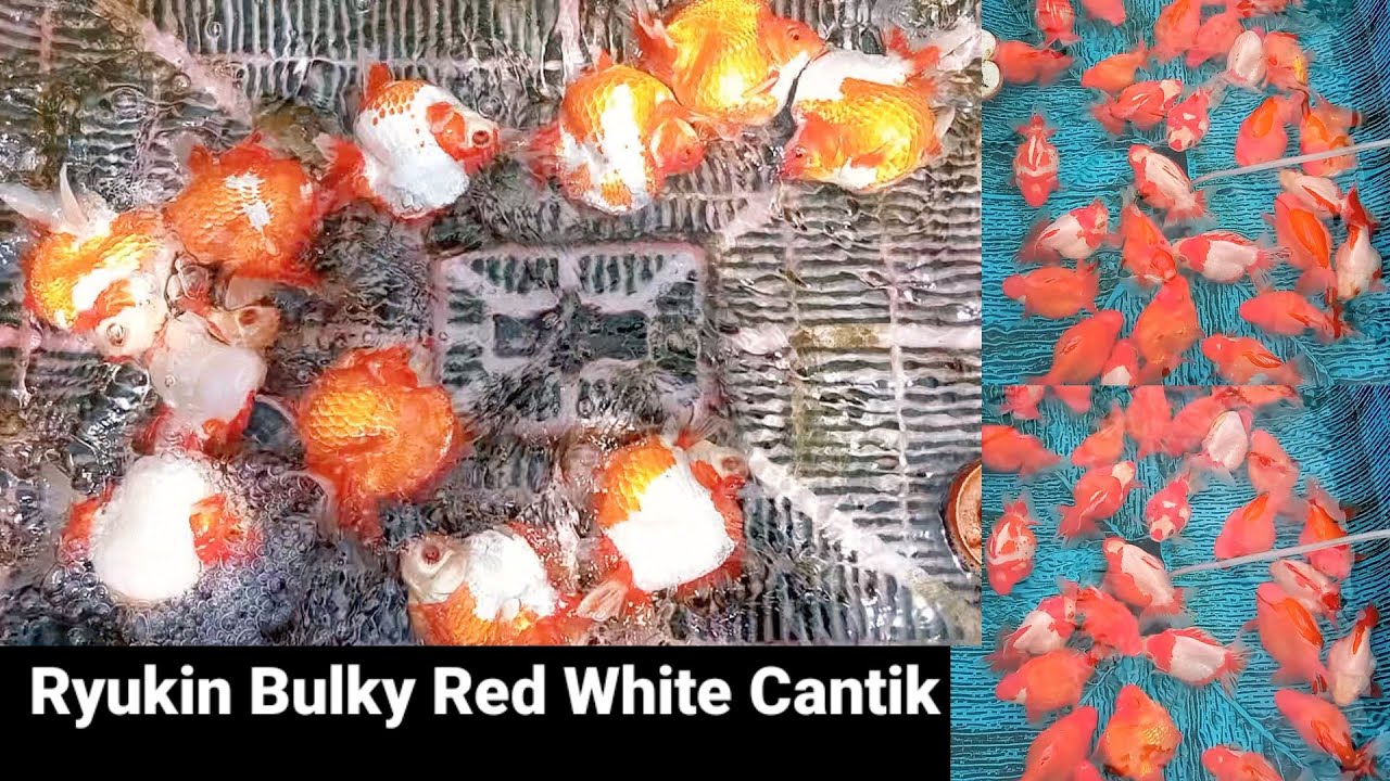 Ikan Mas Koki Ryukin Red white Bulat Bulat (Goldfish) - YouTube