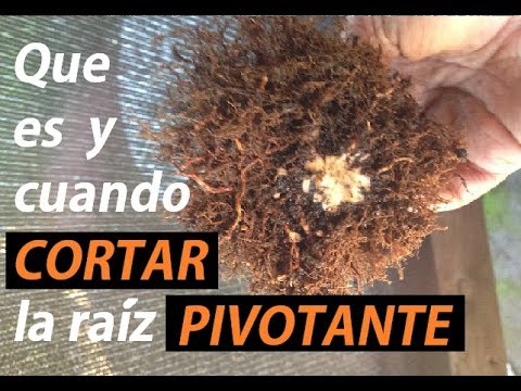 Cuando cortar la Raíz PIVOTANTE - YouTube